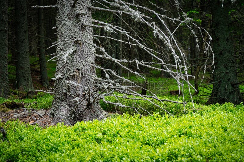 Larch Tree Forest stock image. Image of nature, forest - 188778449