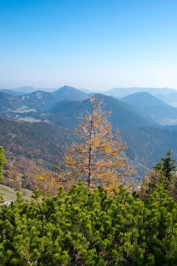 Larch Tree in the Middle of Pine Trees, Puchberg am Schneeberg, Stock ...