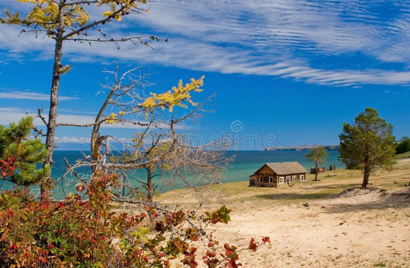 Larch Tree on Olkhon Island Stock Photo - Image of lake, voyage: 12503078