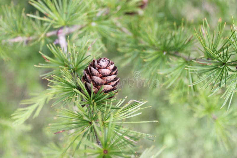 Larch tree. Pine tree stock photo. Image of forest, closeup - 61129436