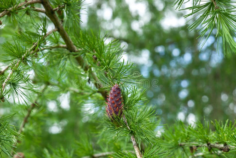 Larch Tree with Small Cone in Spring Forest Stock Photo - Image of ...