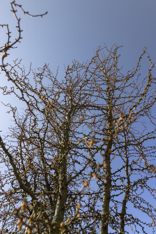 Larch Tree in Sunny Weather in Early Spring Stock Photo - Image of ...