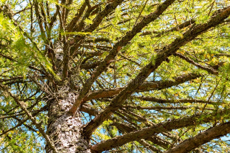 Larch tree stock image. Image of summer, flora, branch - 291151015