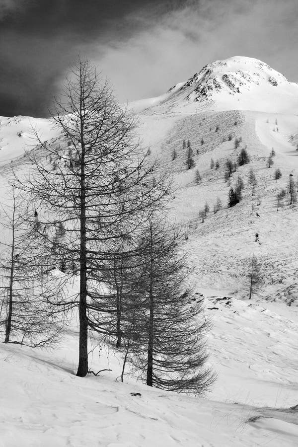 Larch Tree in Winter Landscape B&w with Red Filter Stock Image - Image ...