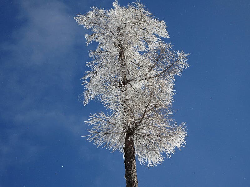 Larch tree - winter nature stock image. Image of branch - 108025055