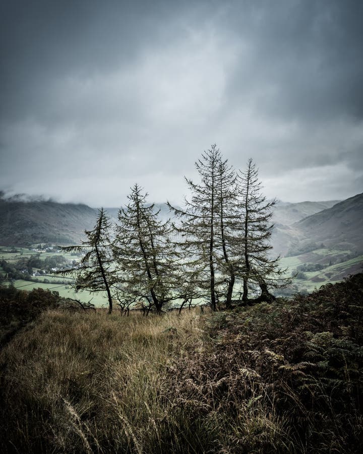 Larch Trees Above Borrowdale Stock Image - Image of lake, english ...
