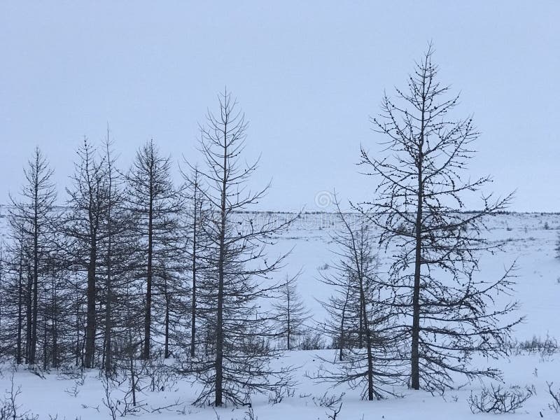 Larch Trees in Arctic Desert Stock Photo - Image of larch, snow: 109456884