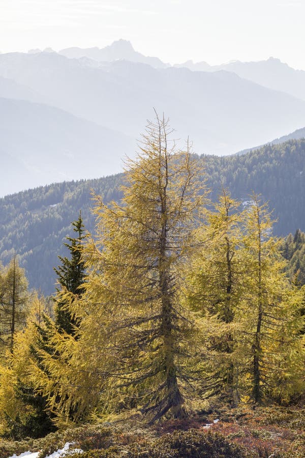 Larch Trees in Autumn Colors Stock Image - Image of rolling, scene ...