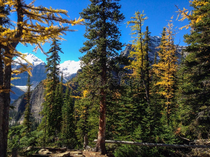 Larch Trees in Banff NP stock photo. Image of alberta - 45429480