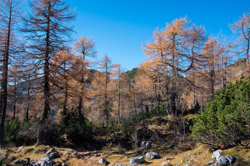 Larch trees in fall colors stock photo. Image of color - 98572000
