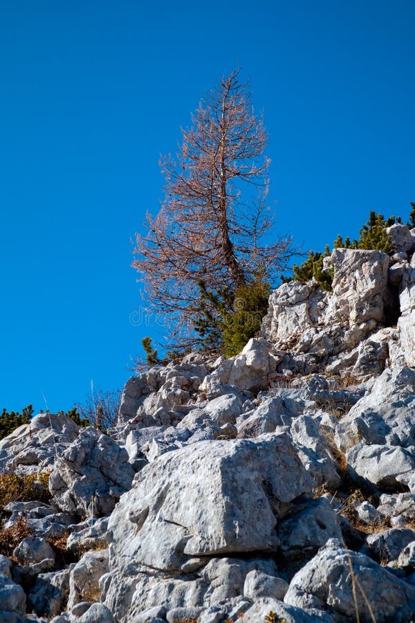 Larch trees in fall colors stock image. Image of orange - 98572255