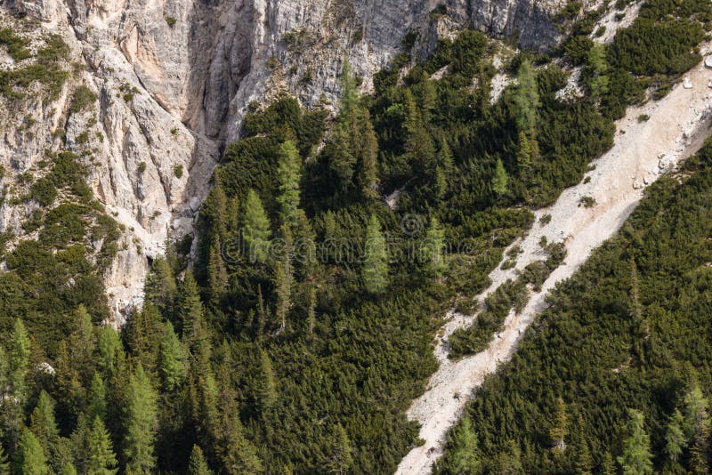 Larch Trees Growing on Steep Slope Stock Photo - Image of fresh, slope ...