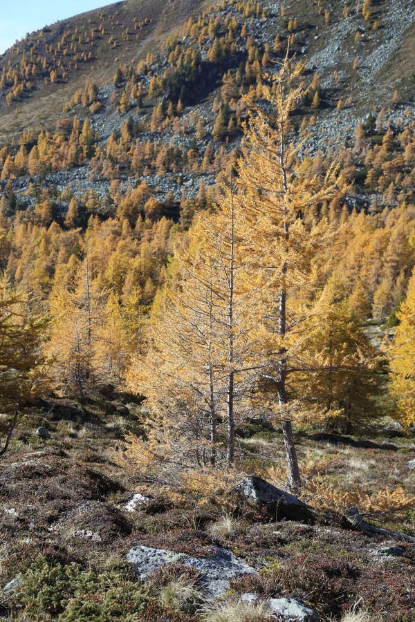 Larch Trees in Mountain Forest Stock Photo - Image of blue, larch: 80082990
