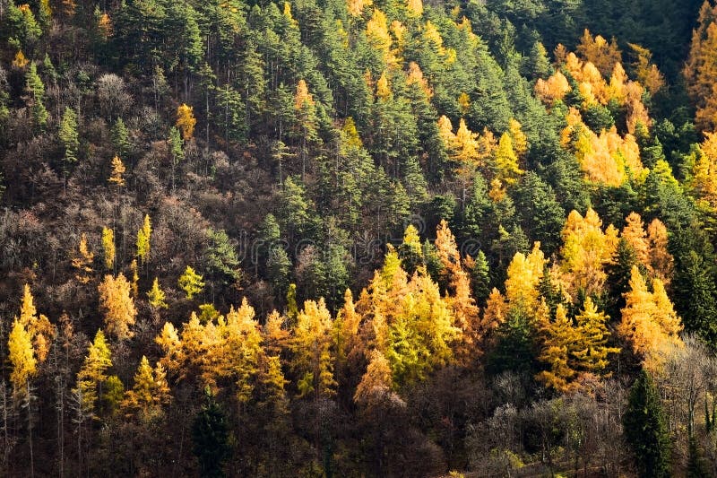 Larch Trees and Pine Trees in Autumn Season Stock Photo - Image of ...