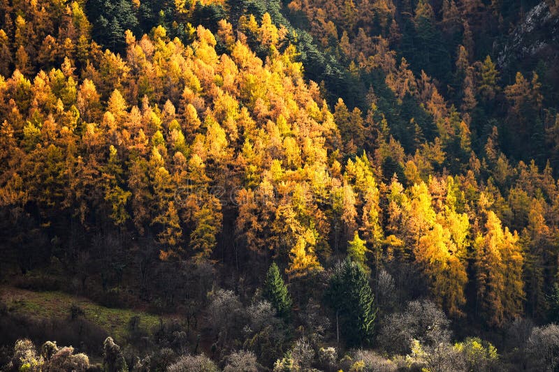 Larch Trees and Pine Trees in Autumn Season Stock Photo - Image of ...