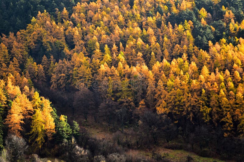 Larch Trees and Pine Trees in Autumn Season Stock Photo - Image of ...