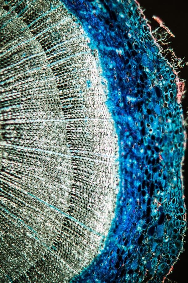 Larch Cross Section of Tree Trunk Showing Rings Isolated on White ...