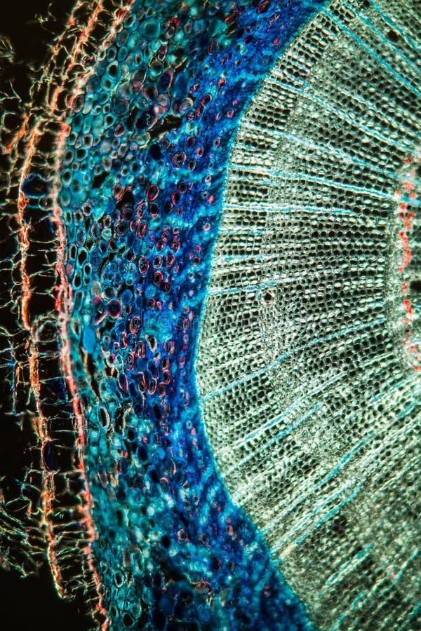 Larch Cross Section of Tree Trunk Showing Rings Isolated on White ...