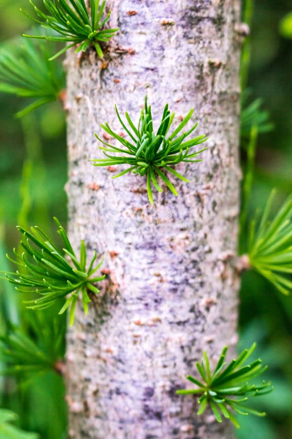 Larch trunk with shoots stock image. Image of shoot - 221316077