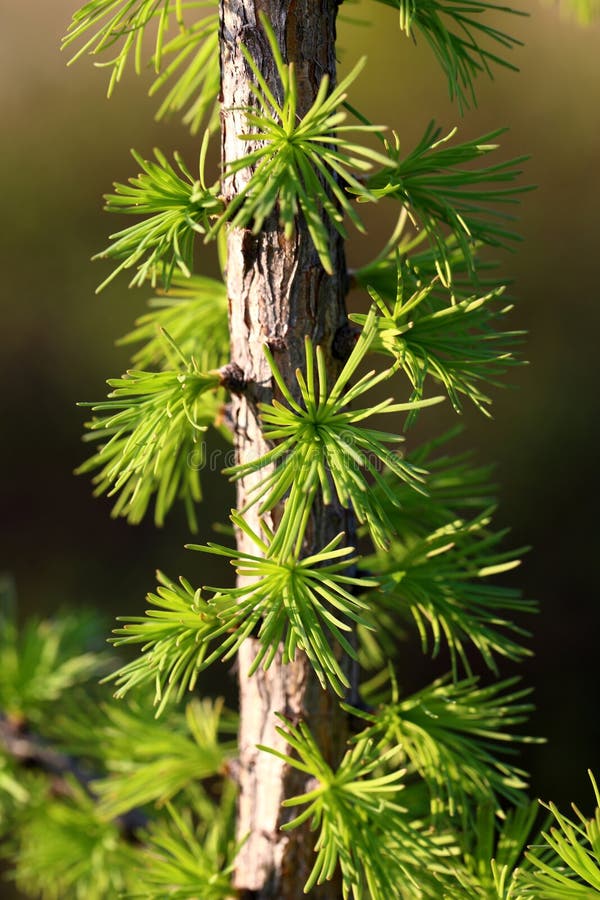 Larch stock photo. Image of wood, branch, north, nature - 31720590