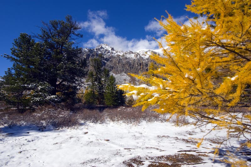 Larch. Winter view stock photo. Image of chine, autumn - 3596486