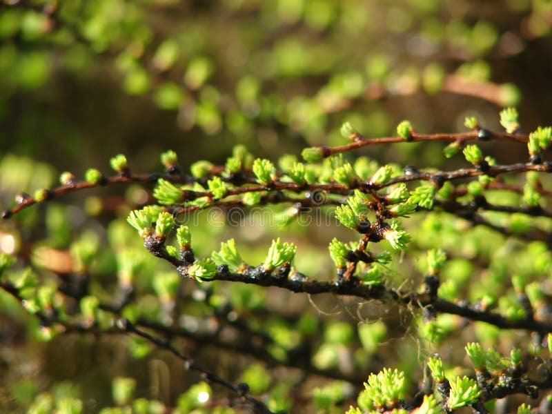 Spring buds stock photo. Image of woods, fresh, bushes - 35539662
