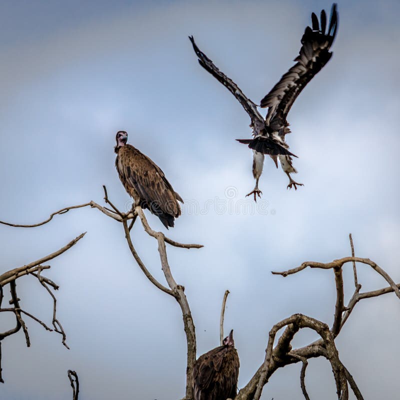 Larg birds stock photo. Image of bird, birds, larg, animal - 116963454
