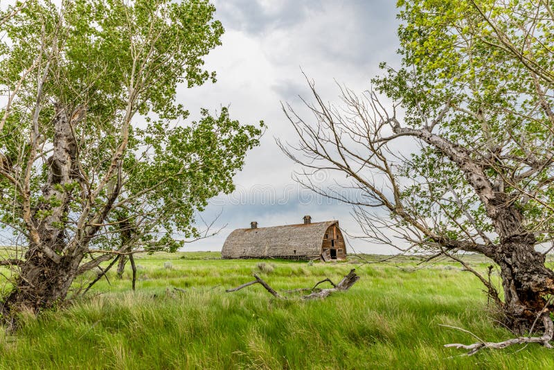 Large, Abandoned Barn on the Saskatchewan Prairies Framed by Two Trees ...