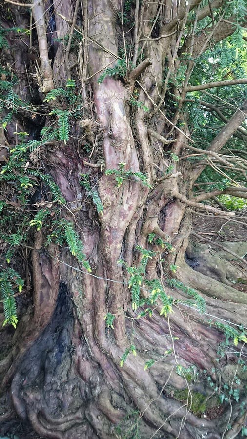 Tree Roots in the Shade stock image. Image of shade - 216942579