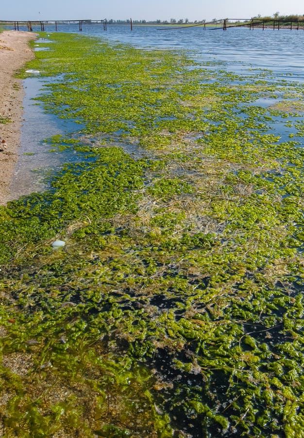 A Large Accumulation of Green Algae Ulva and Enteromorpha in a Shallow ...