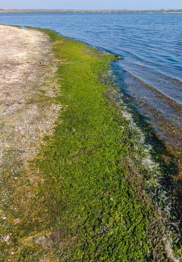A Large Accumulation of Green Algae Ulva and Enteromorpha in a Shallow ...