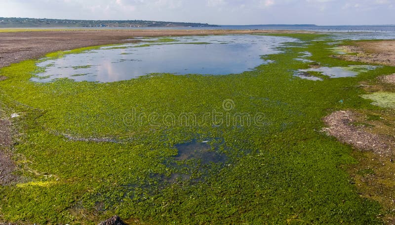 A Large Accumulation of Green Algae Ulva and Enteromorpha in a Shallow ...