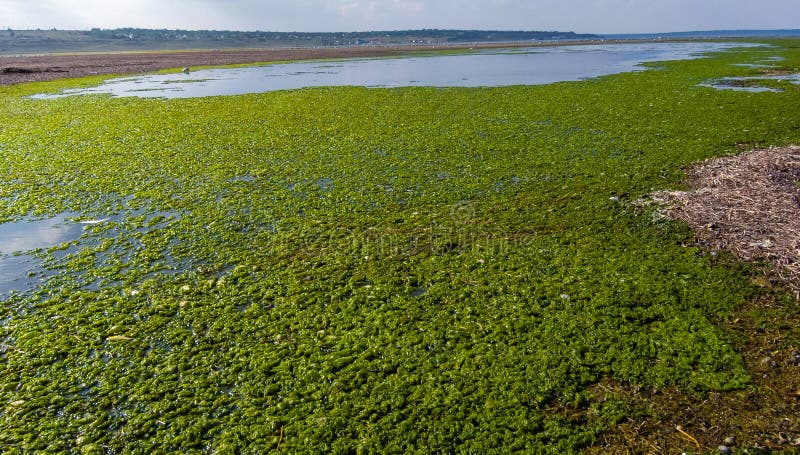 A Large Accumulation of Green Algae Ulva and Enteromorpha in a Shallow ...