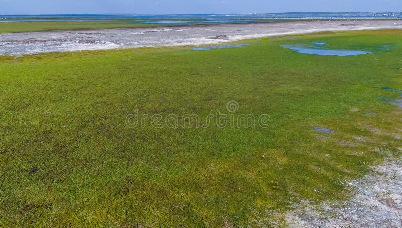 A Large Accumulation of Green Algae Ulva and Enteromorpha in a Shallow ...