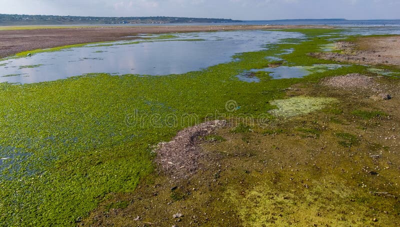 A Large Accumulation of Green Algae Ulva and Enteromorpha in a Shallow ...