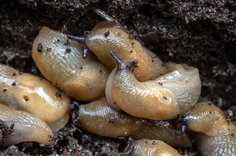 A Large Accumulation of Slugs on the Ground. Stock Photo - Image of ...