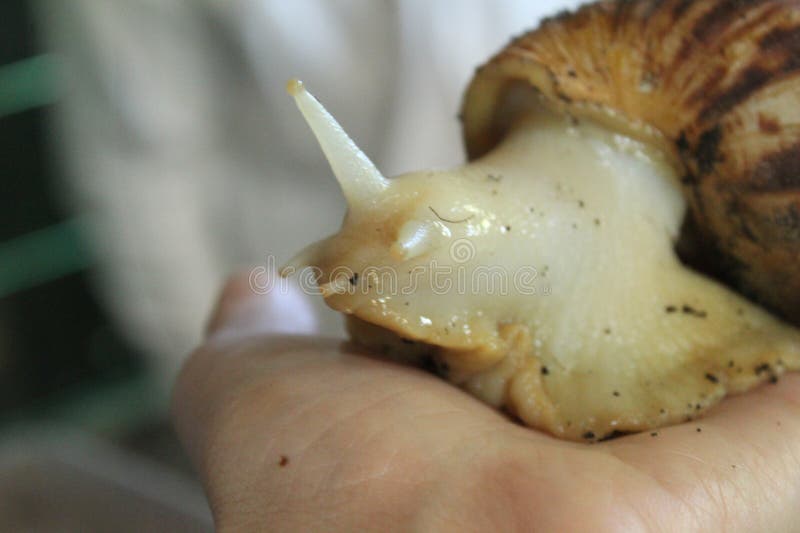 A Large Achatina Snail is Sitting on an Arm Close-up. Snail Farming: an ...