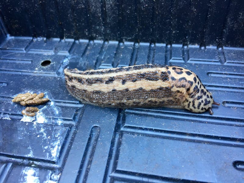 Large adult Limax maximus stock image. Image of limax - 99570637