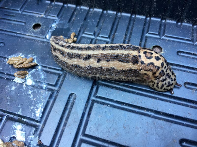 Large adult Limax maximus stock image. Image of pest - 99570651
