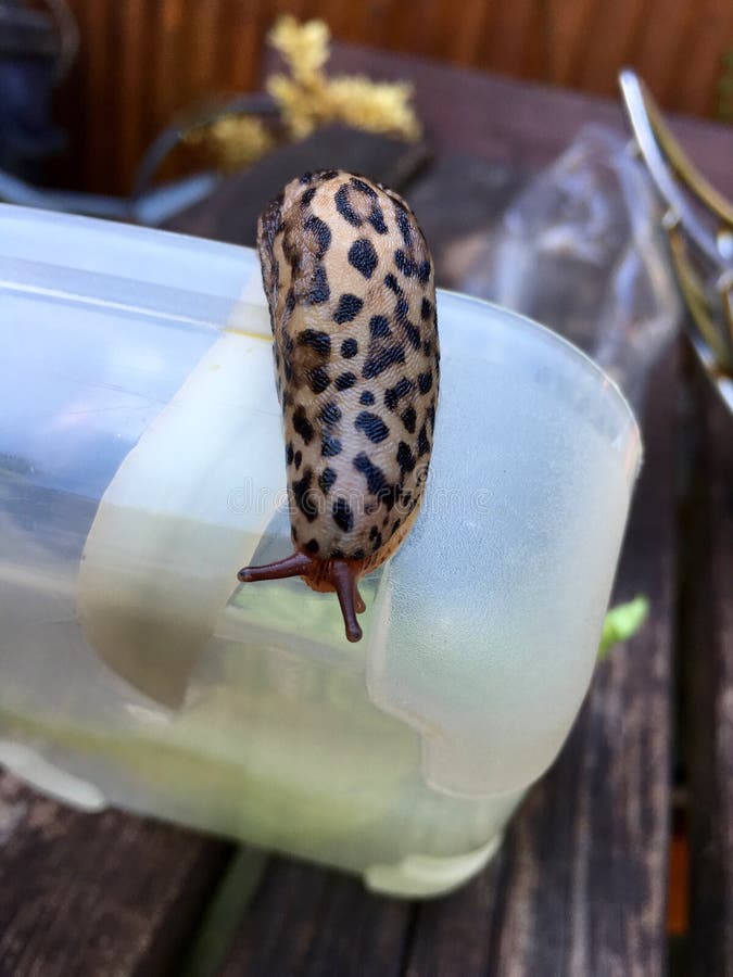 Large adult Limax maximus stock image. Image of gastropod - 99570965