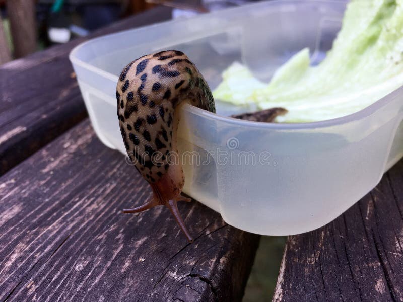 Large adult Limax maximus stock image. Image of closeup - 99571861