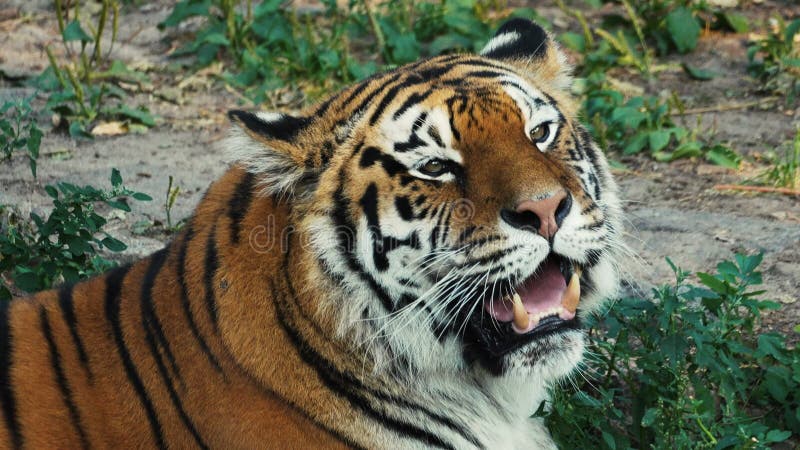 A Large and Nice Adult Tiger Stock Footage - Video of nature, head ...