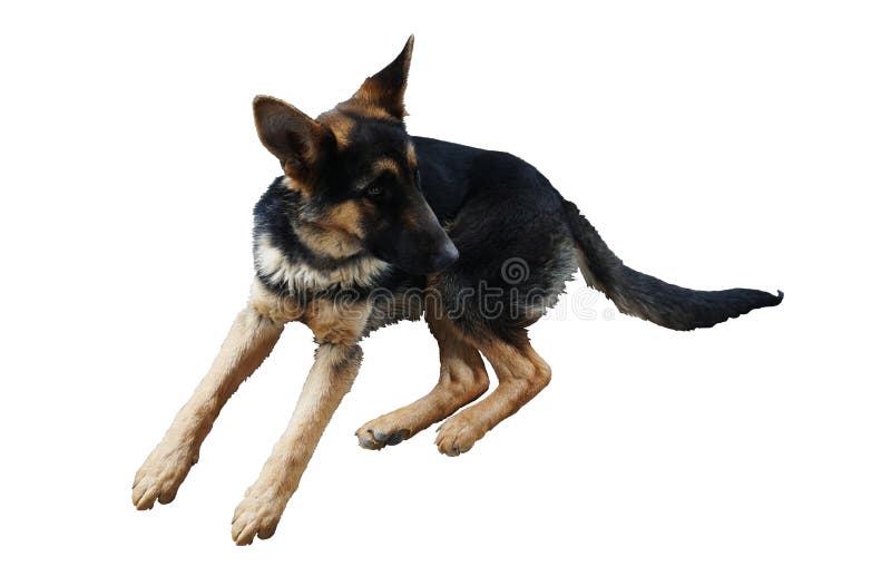 Big Afcharka Dog Stock Photos - Free & Royalty-Free Stock Photos from ...