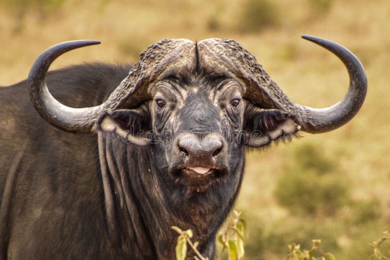Large African Buffalo Looking at the Camera. Stock Photo - Image of ...