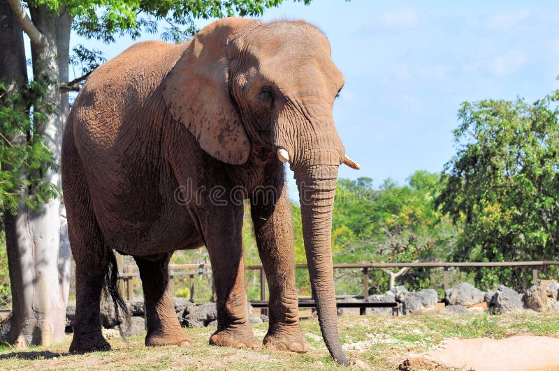 Large African elephant stock image. Image of forest, green - 24775223