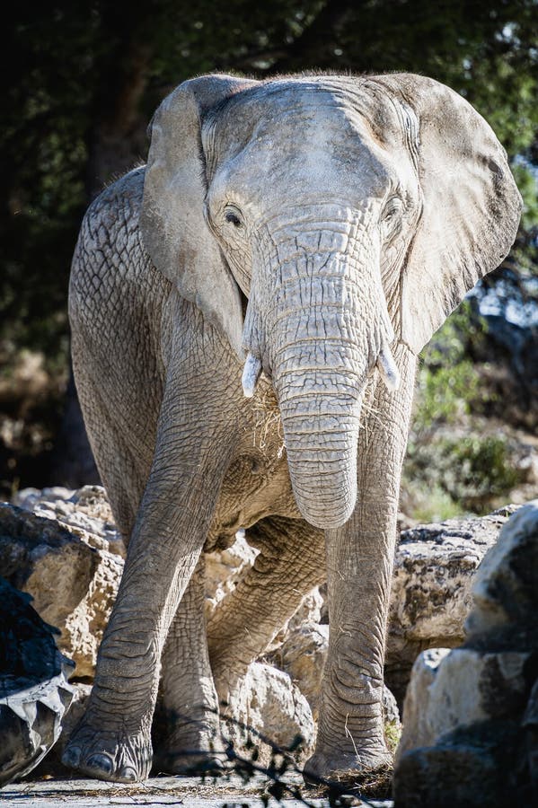 Large African Elephant in Front Stock Photo - Image of texture, park ...