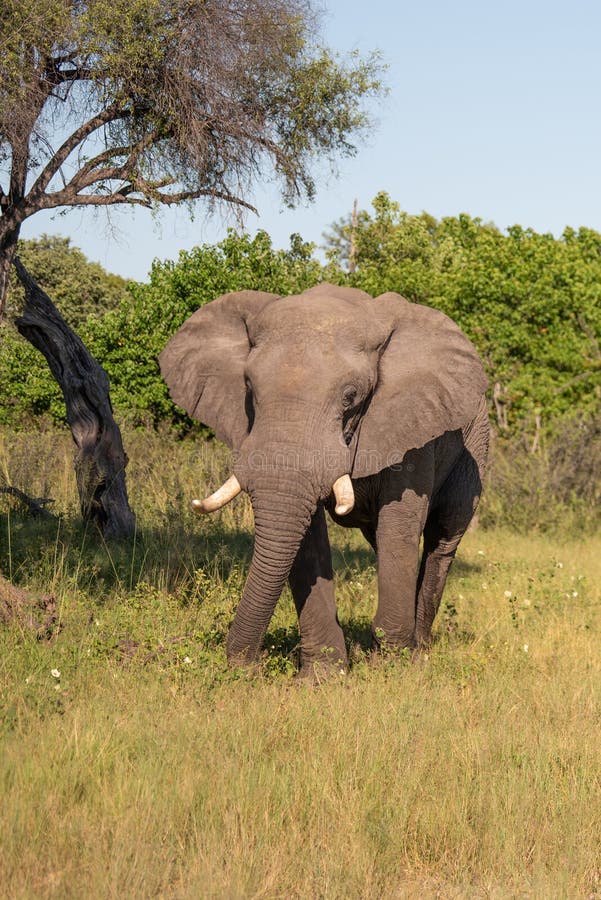 Large African elephant stock photo. Image of loner, family - 262314644