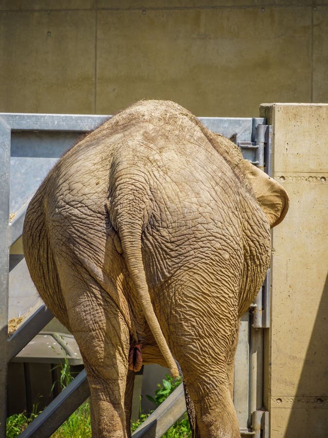 Large African Elephant is Standing in an Open-air Enclosure from the ...