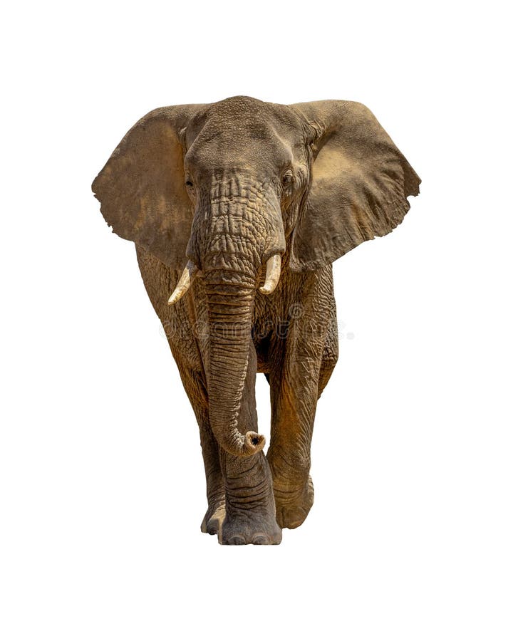 Large African Elephant Walking Forward Isolated on White Stock Photo ...