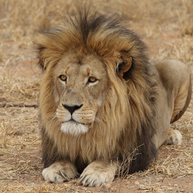 Large African Lion looking stock photo. Image of safari - 27385790